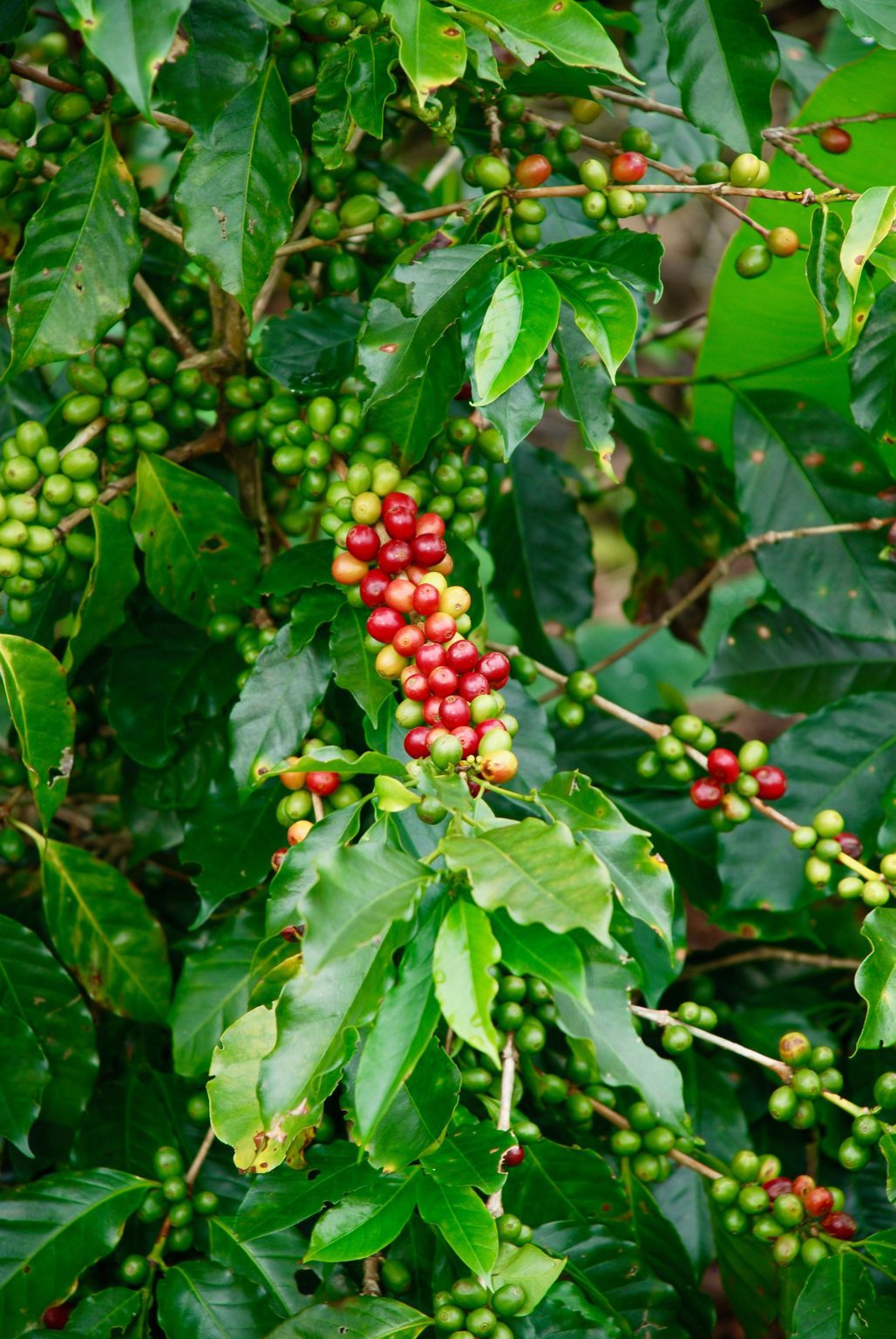 Costa Rica: The Golden Bean - Ovation DMC