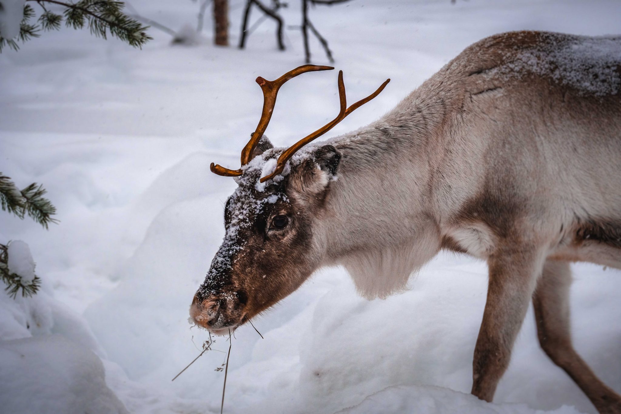 Authentic Wildlife In Finnish Lapland Ovation Dmc